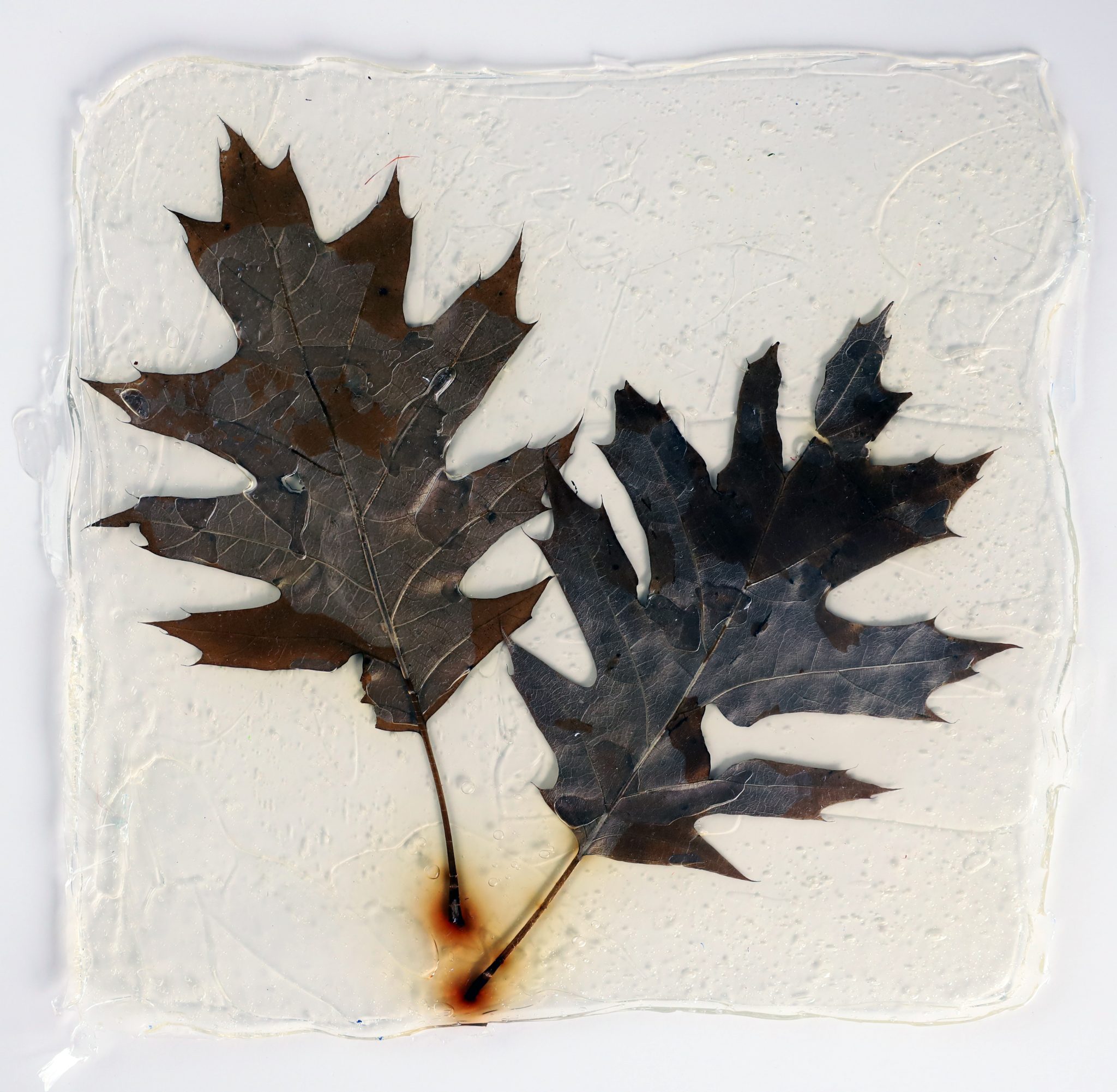 Encasing Natural Objects in Acrylics: Petals and Leaves | Just Paint